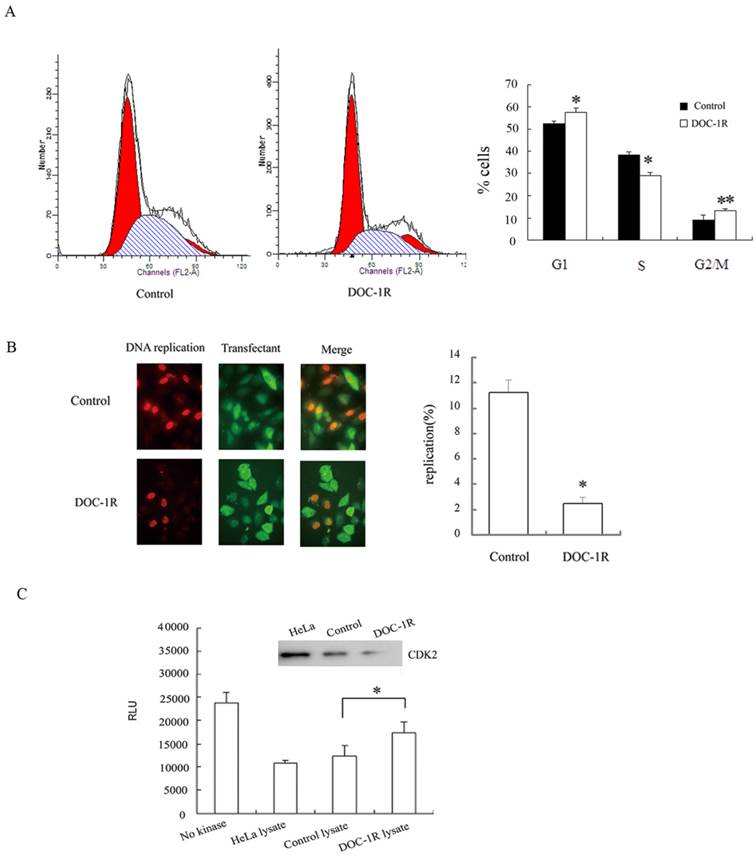 Overexpression of DOC-1R Inhibits Cell Cycle G1/S Transition by ...