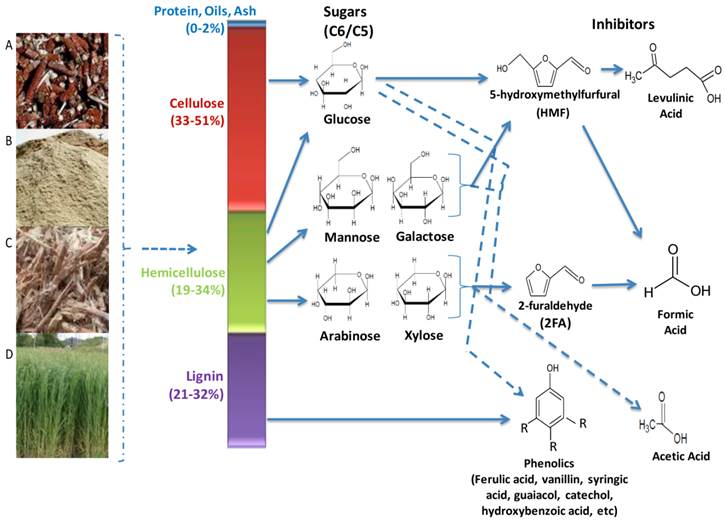 Molecular Adaptation Mechanisms Employed by Ethanologenic Bacteria in Response to Lignocellulose ...