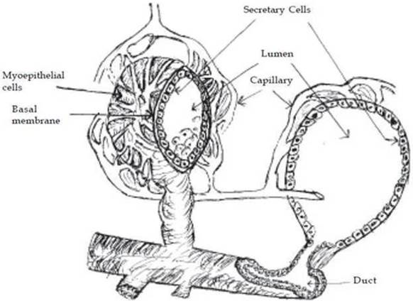 Mammary Gland Anatomy Of Cow