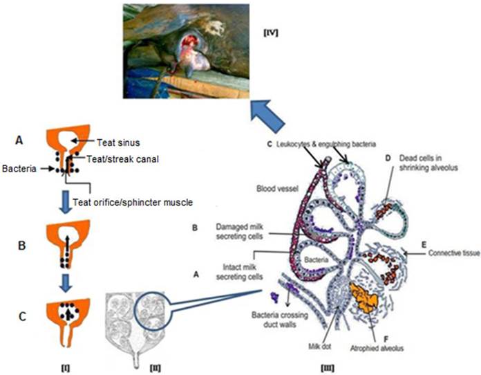Stem Cell Research: A Novel Boulevard towards Improved Bovine Mastitis ...