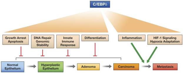 The Many Faces of C/EBPδ and their Relevance for Inflammation and Cancer