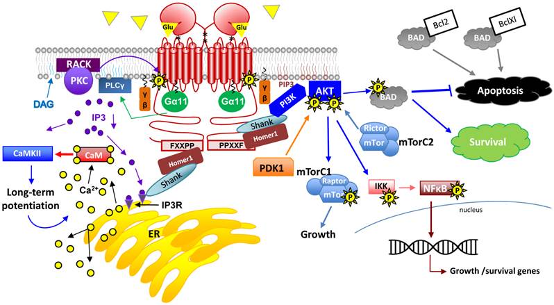 Glutamate, Glutamate Receptors, and Downstream Signaling Pathways