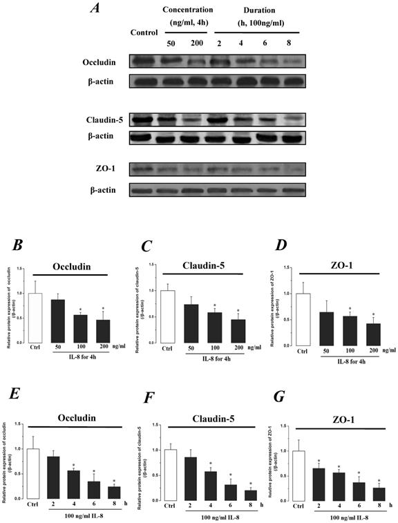 Interleukin-8 Regulates Endothelial Permeability by Down-regulation of ...