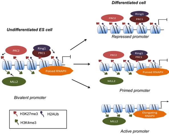 The Epigenomics of Embryonic Stem Cell Differentiation