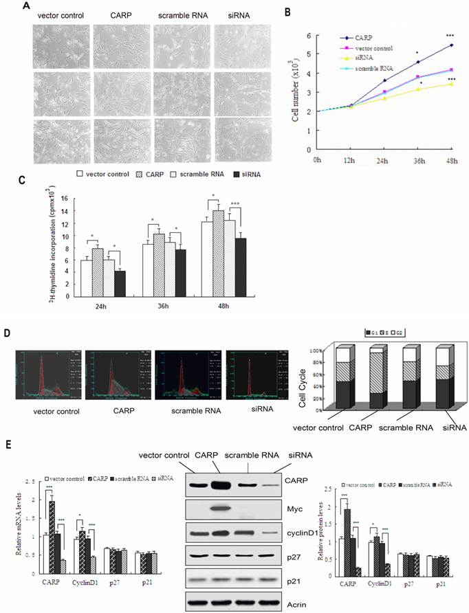 CARP, a Myostatin-downregulated Gene in CFM Cells, Is a Novel Essential ...