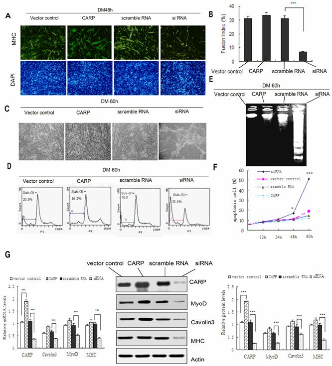 CARP, a Myostatin-downregulated Gene in CFM Cells, Is a Novel Essential ...