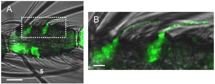 The Blunt Trichoid Sensillum of Female Mosquitoes, Anopheles gambiae ...