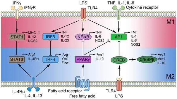 Macrophage Polarization in Inflammatory Diseases