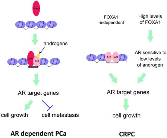 Modulation of Androgen Receptor by FOXA1 and FOXO1 Factors in Prostate ...