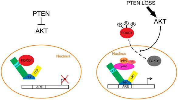 Modulation of Androgen Receptor by FOXA1 and FOXO1 Factors in Prostate ...
