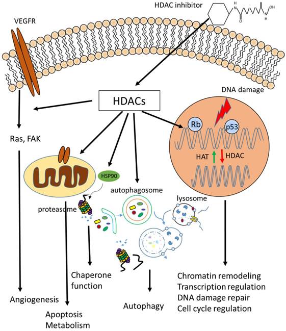Targeting Histone Deacetylases for Cancer Therapy: From Molecular ...