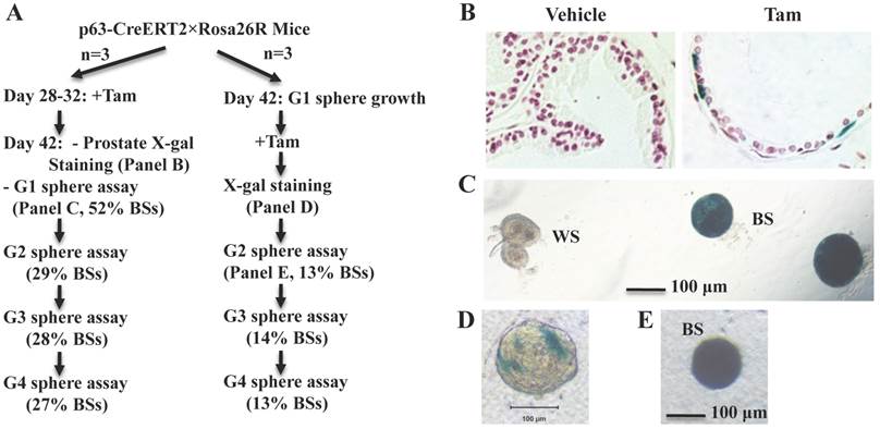 The Prostate Basal Cell (BC) Heterogeneity and the p63-Positive BC ...