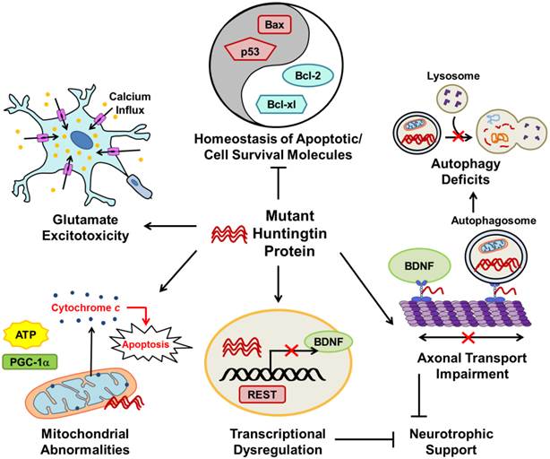Preclinical and Clinical Investigations of Mood Stabilizers for ...