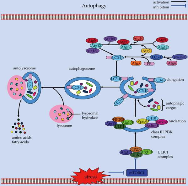Caspases: A Molecular Switch Node in the Crosstalk between Autophagy and Apoptosis
