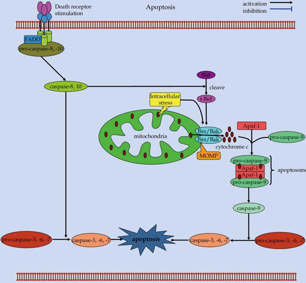 Caspases: A Molecular Switch Node in the Crosstalk between Autophagy and Apoptosis