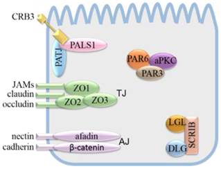 Epithelial Cell Polarity Determinant CRB3 in Cancer Development