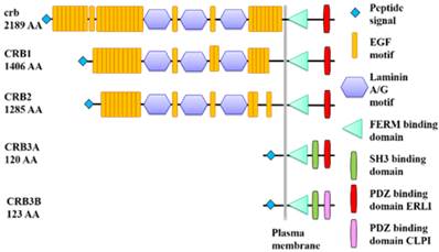 Epithelial Cell Polarity Determinant CRB3 in Cancer Development