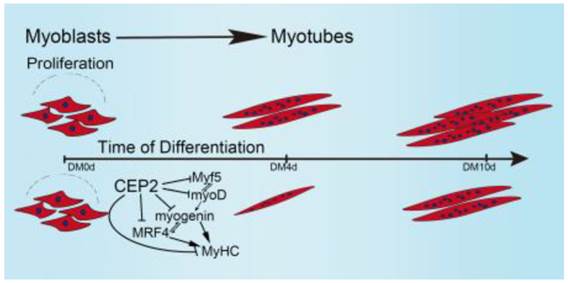 CEP2 Attenuates Myoblast Differentiation But Does Not Affect Proliferation