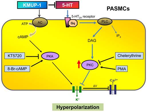 pkc通路,erk通路,通路_大山谷图库