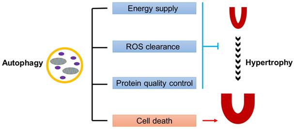 Functions of Autophagy in Pathological Cardiac Hypertrophy