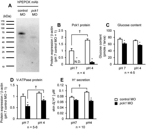 Induction of Phosphoenolpyruvate Carboxykinase (PEPCK) during Acute ...