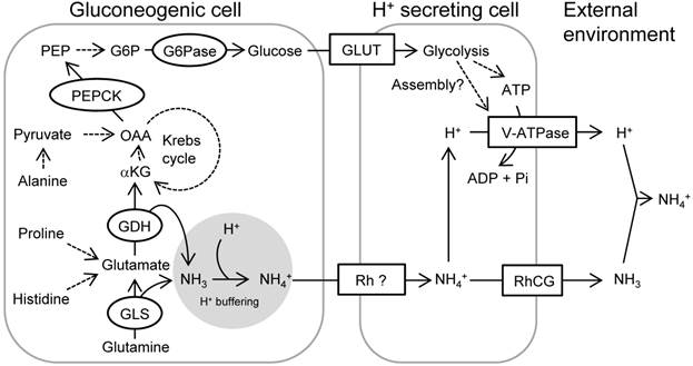 Induction of Phosphoenolpyruvate Carboxykinase (PEPCK) during Acute ...