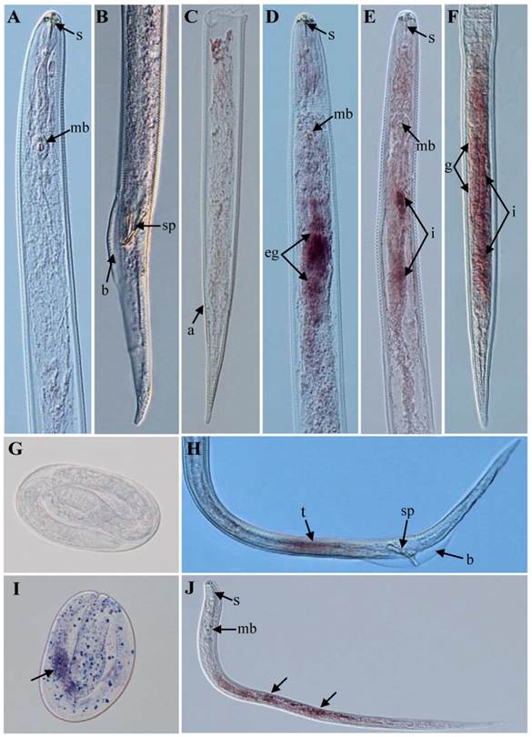 Cathepsin B Cysteine Proteinase is Essential for the Development and ...