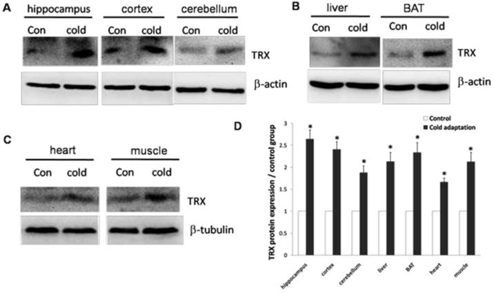 Effects of Mild Chronic Intermittent Cold Exposure on Rat Organs
