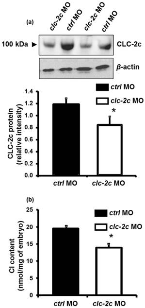Molecular Physiology of an Extra-renal Cl- Uptake Mechanism for Body ...