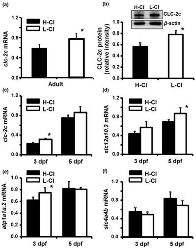 Molecular Physiology of an Extra-renal Cl- Uptake Mechanism for Body ...