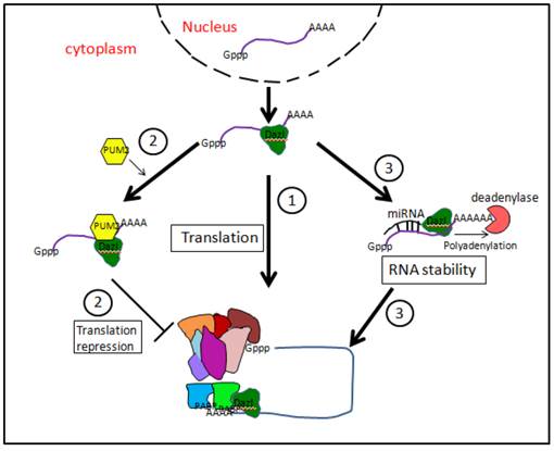 DAZ Family Proteins, Key Players for Germ Cell Development