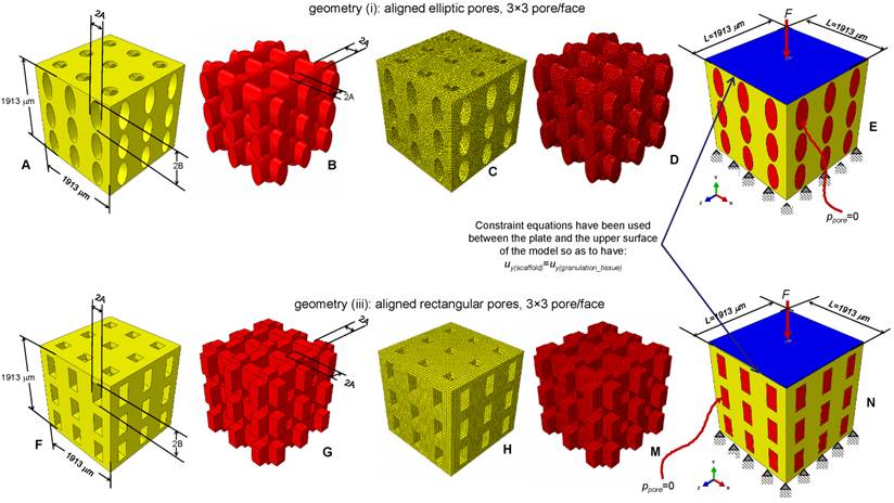 A Mechanobiology-based Algorithm to Optimize the Microstructure ...