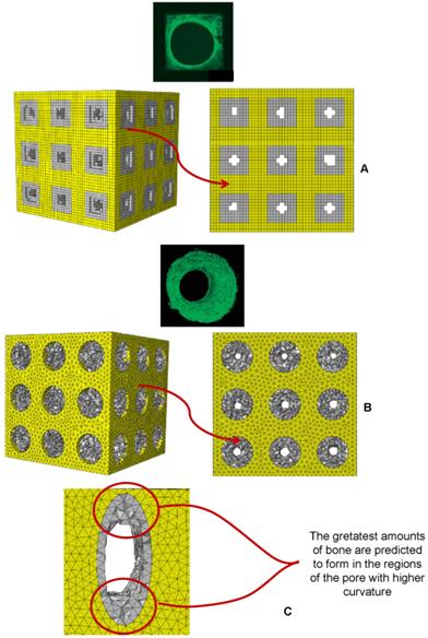 A Mechanobiology-based Algorithm to Optimize the Microstructure ...