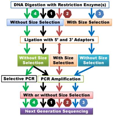 Genome Wide Sampling Sequencing for SNP Genotyping: Methods, Challenges ...