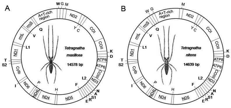 The Complete Mitochondrial Genome of two Tetragnatha Spiders (Araneae ...
