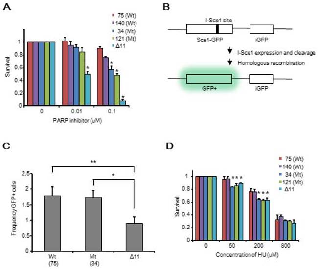 “DNA Binding Region” of BRCA1 Affects Genetic Stability through ...