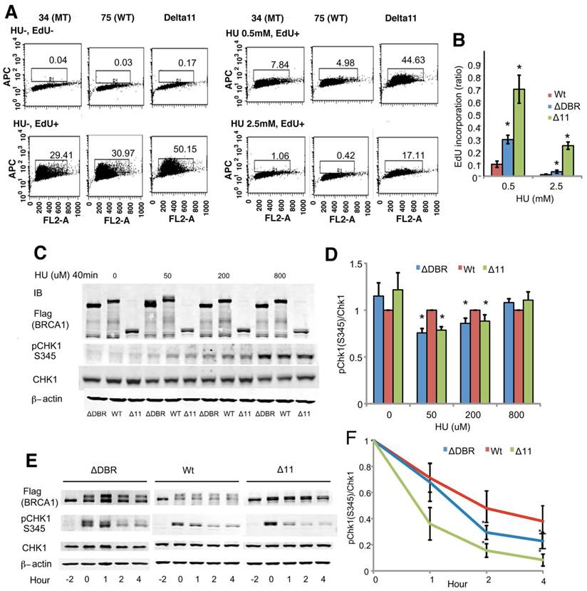 “DNA Binding Region” of BRCA1 Affects Genetic Stability through ...