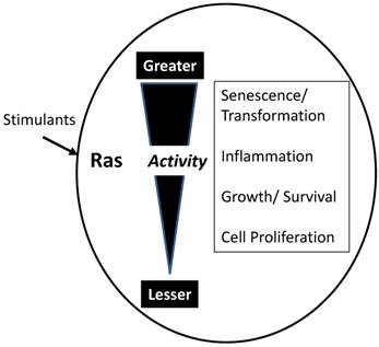 The Significance of Ras Activity in Pancreatic Cancer Initiation