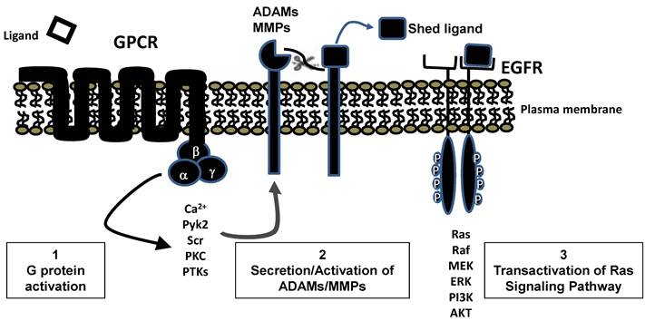 The Significance of Ras Activity in Pancreatic Cancer Initiation