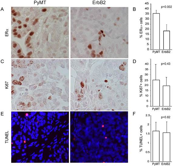 Targeting Oncogenes into a Defined Subset of Mammary Cells Demonstrates ...