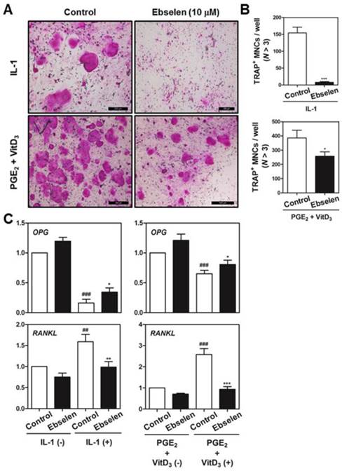 Ebselen Is a Potential Anti-Osteoporosis Agent by Suppressing Receptor ...