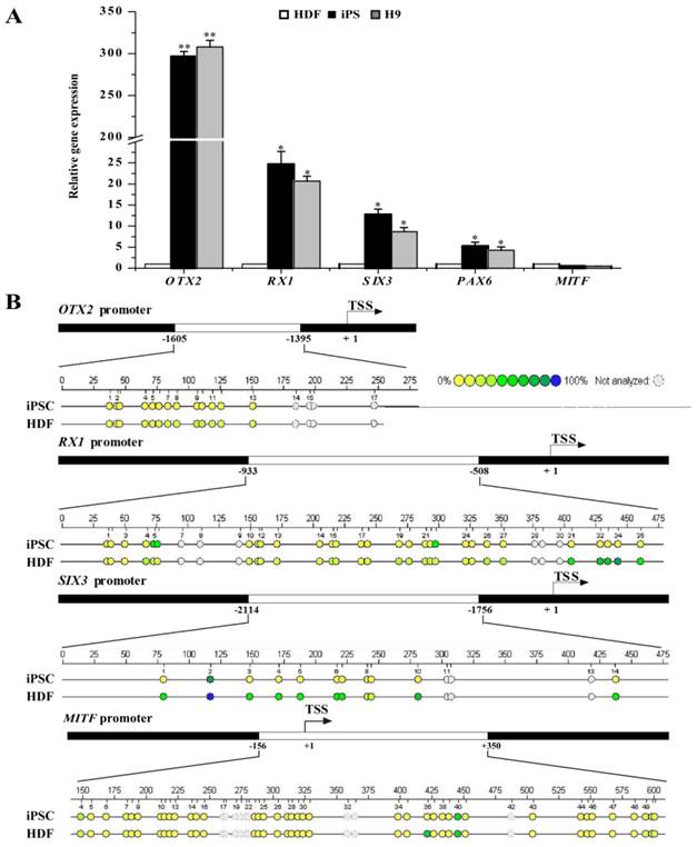 Transcriptional Reactivation of OTX2, RX1 and SIX3 during Reprogramming ...