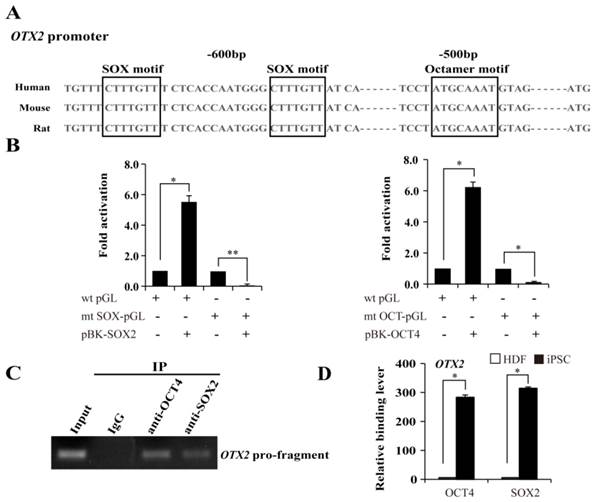 Transcriptional Reactivation of OTX2, RX1 and SIX3 during Reprogramming ...
