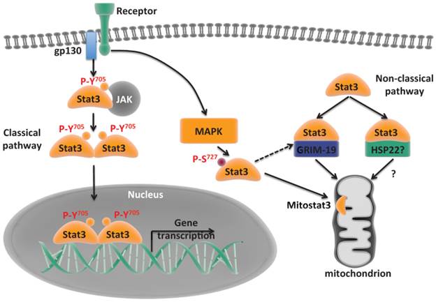 Mitochondrial Stat3, the Need for Design Thinking