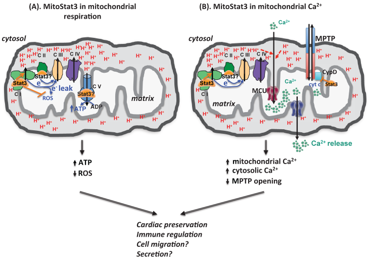 Mitochondrial Stat3, the Need for Design Thinking
