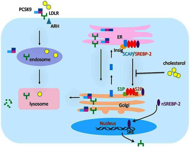 Dysregulation of the Low-Density Lipoprotein Receptor Pathway Is ...