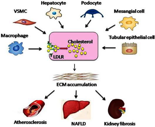 Dysregulation of the Low-Density Lipoprotein Receptor Pathway Is ...