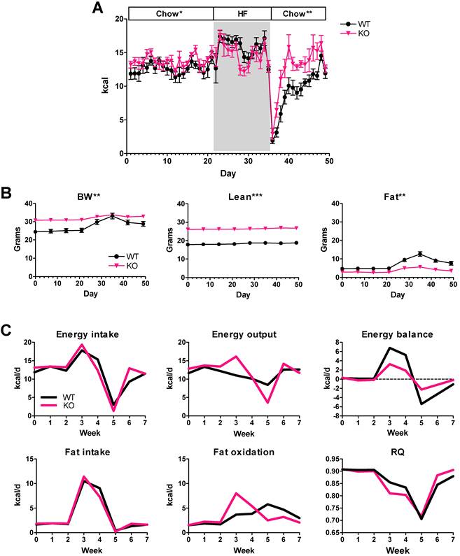 Modeling Energy Dynamics in Mice with Skeletal Muscle Hypertrophy Fed ...