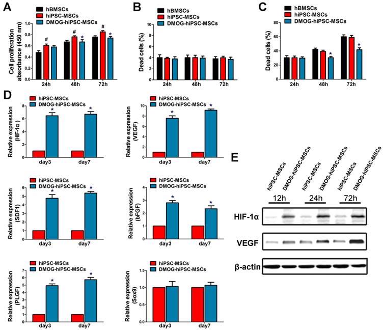 Dimethyloxaloylglycine Promotes the Angiogenic Activity of Mesenchymal ...