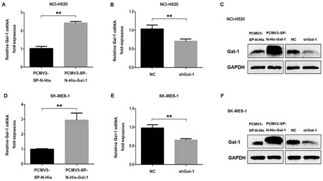 Deguelin Induces the Apoptosis of Lung Squamous Cell Carcinoma Cells ...
